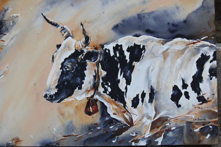 an-old-nguni-cow | wine and wild dogs